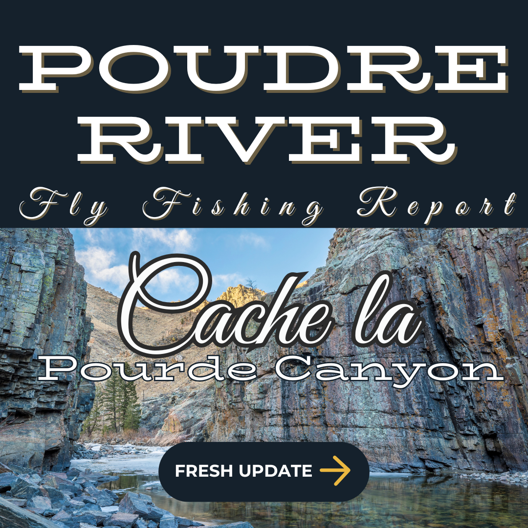 Cache la Poudre Fly Fishing Report Near Fort Collins | Poudre River Conditions